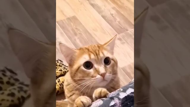 Кто колбасу со стола спёр ???