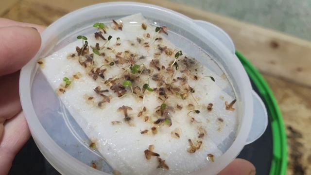 Береза карельская провека всхожести семян