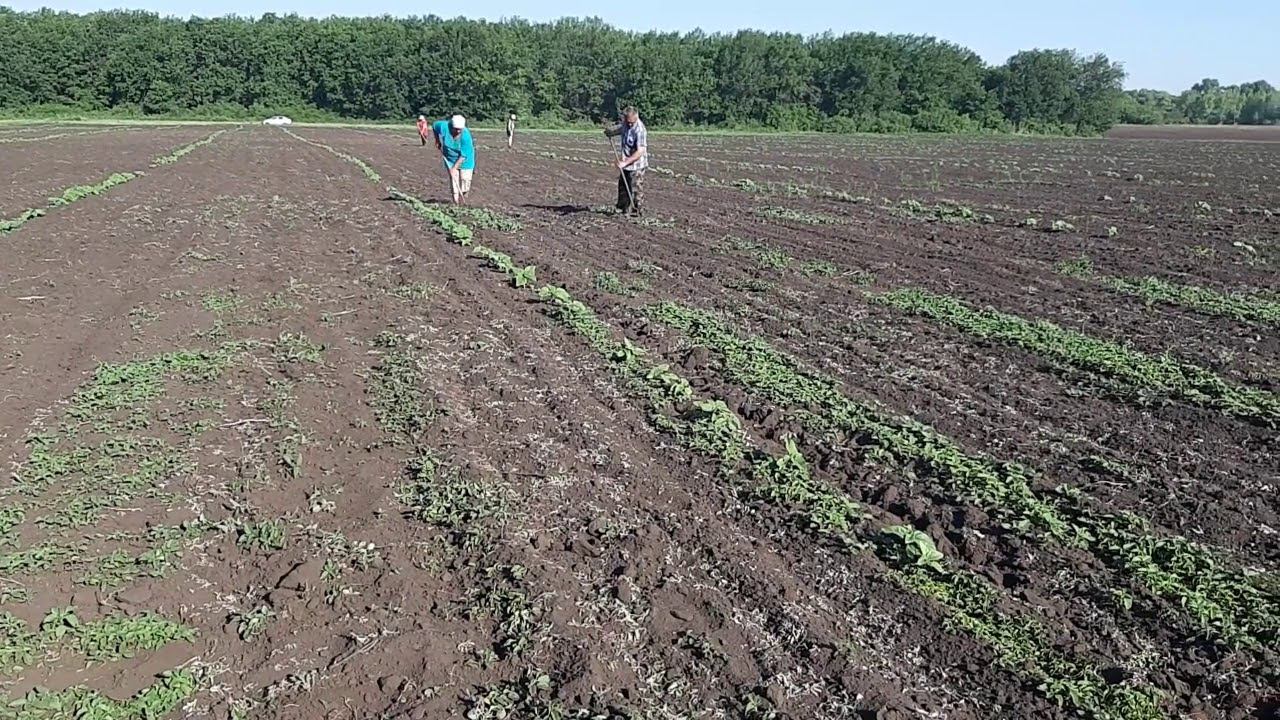 Прополка  арбуза 01.06.2019