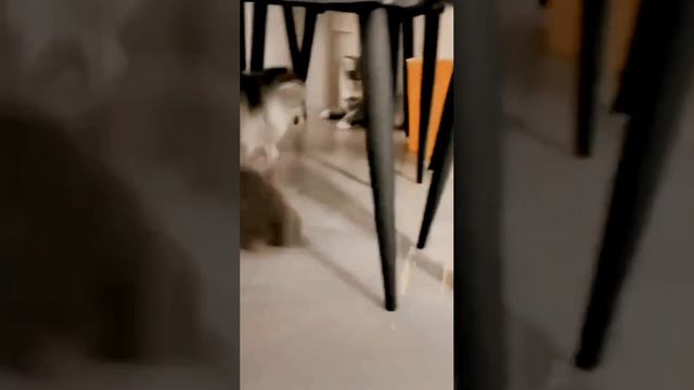 Котик + змея получается это