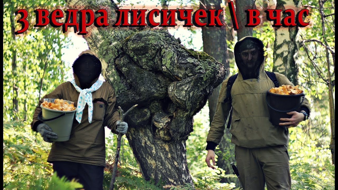 Грибы сами нас нашли! Сбор лисичек продолжаем.