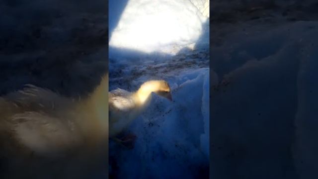 Гусёнок на прогулке-1.mp4