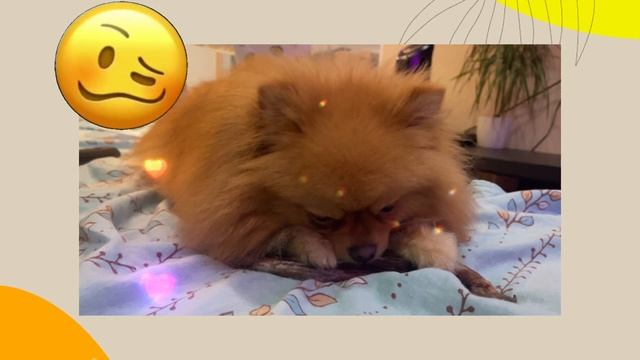 Кость мамонта- великая сила!