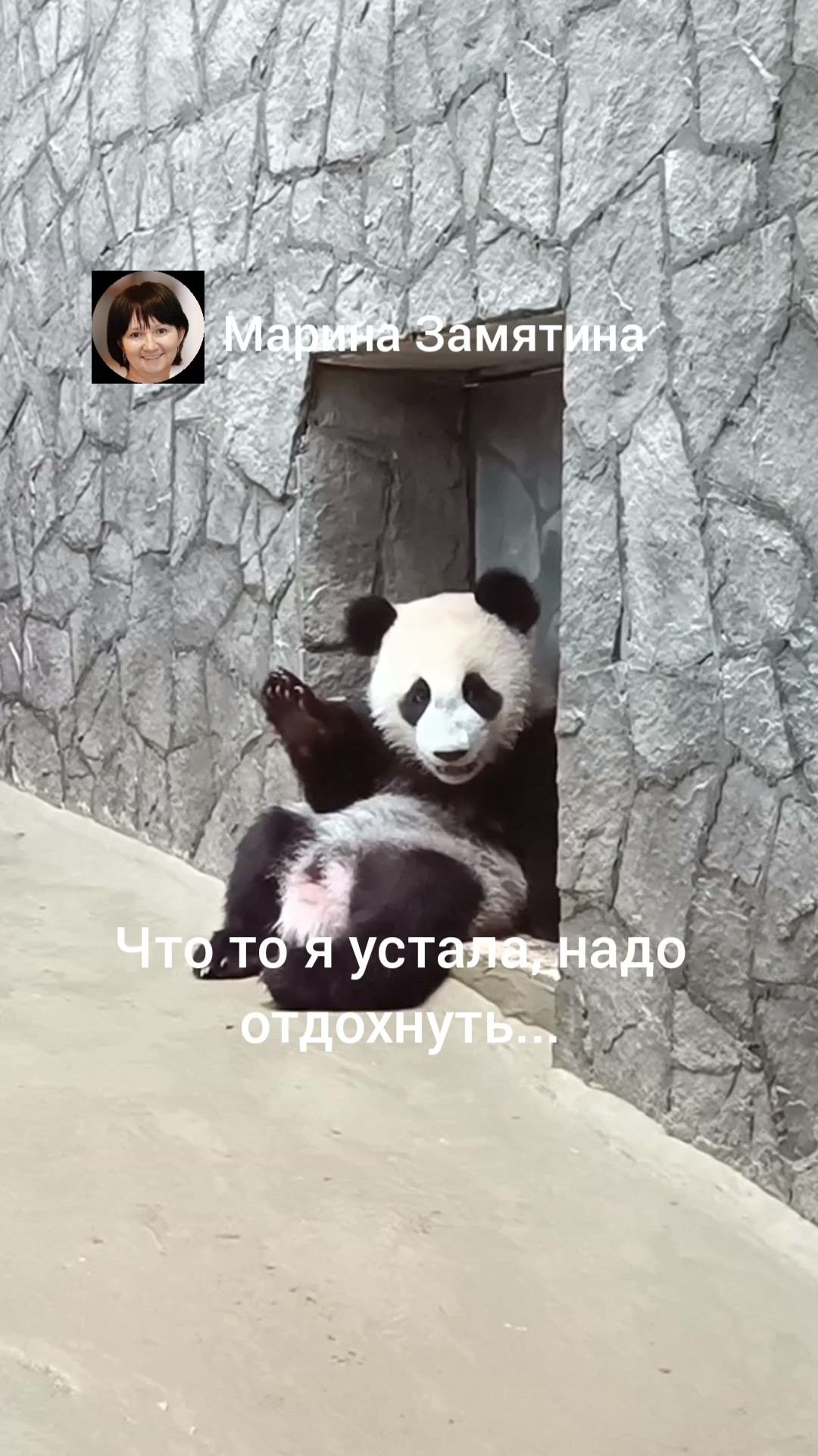 Панда Катюша отдыхает.