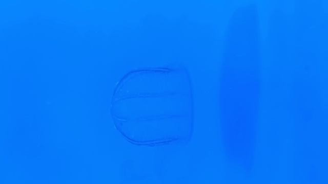 Мнемиопсис путешествие в Адлер Медузы в Черном море