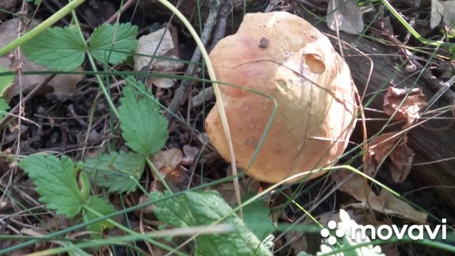 ❗ГРИБНОЙ СЕЗОН 2022 ГОДА ? ИЮЛЬ-АВГУСТ❗