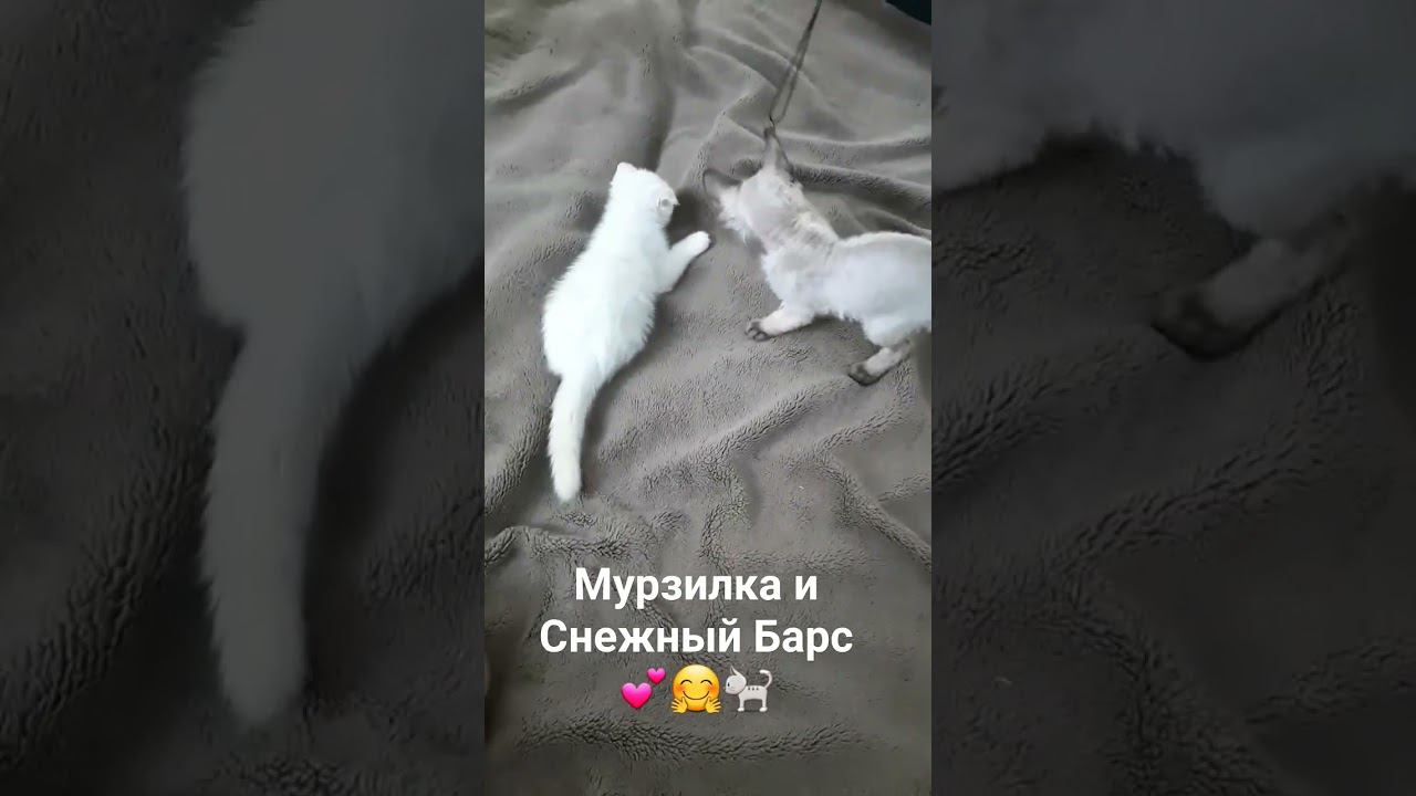 котята, 17 сентября 2023 г.