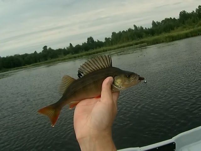 Keitech Swing Impact 2" cola (часть2) Fantom Tournament-S