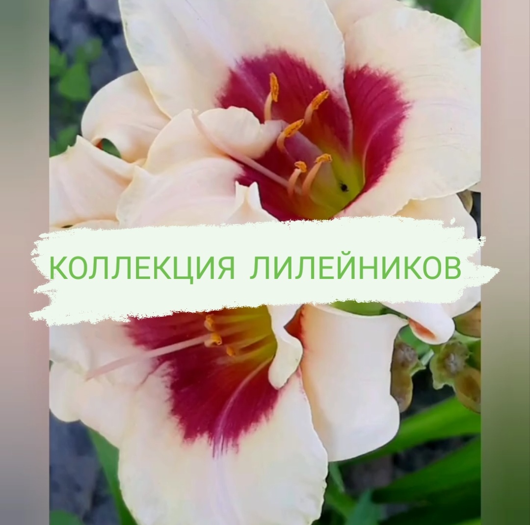 МОЯ КОЛЛЕКЦИЯ ЛИЛЕЙНИКОВ?