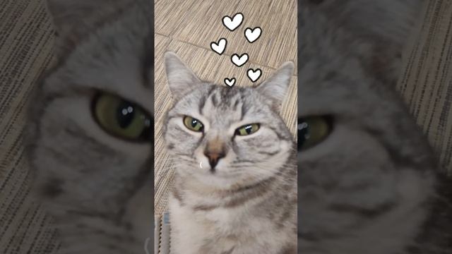 Кошечка мурлычет )