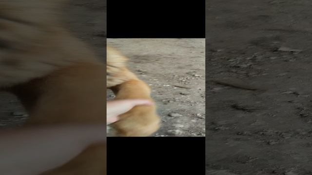 Играемся с Дарсом