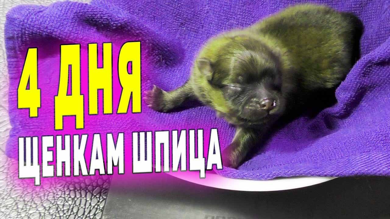 Щенкам шпица 4 дня. Как щенки ходят в туалет. Если щенок дергается во сне. Шпиц Бэлла оставила щенят