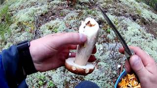 Грибалка. Собираем лисички и белые грибы.