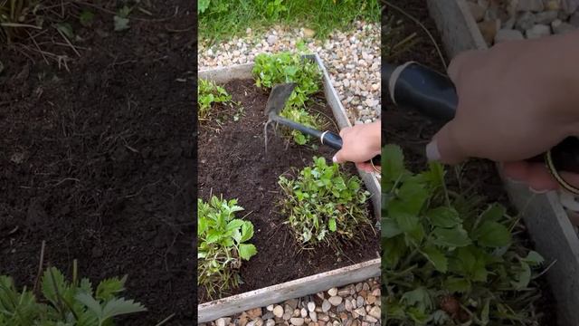 Самые урожайный сорта земляники #shorts #земляника