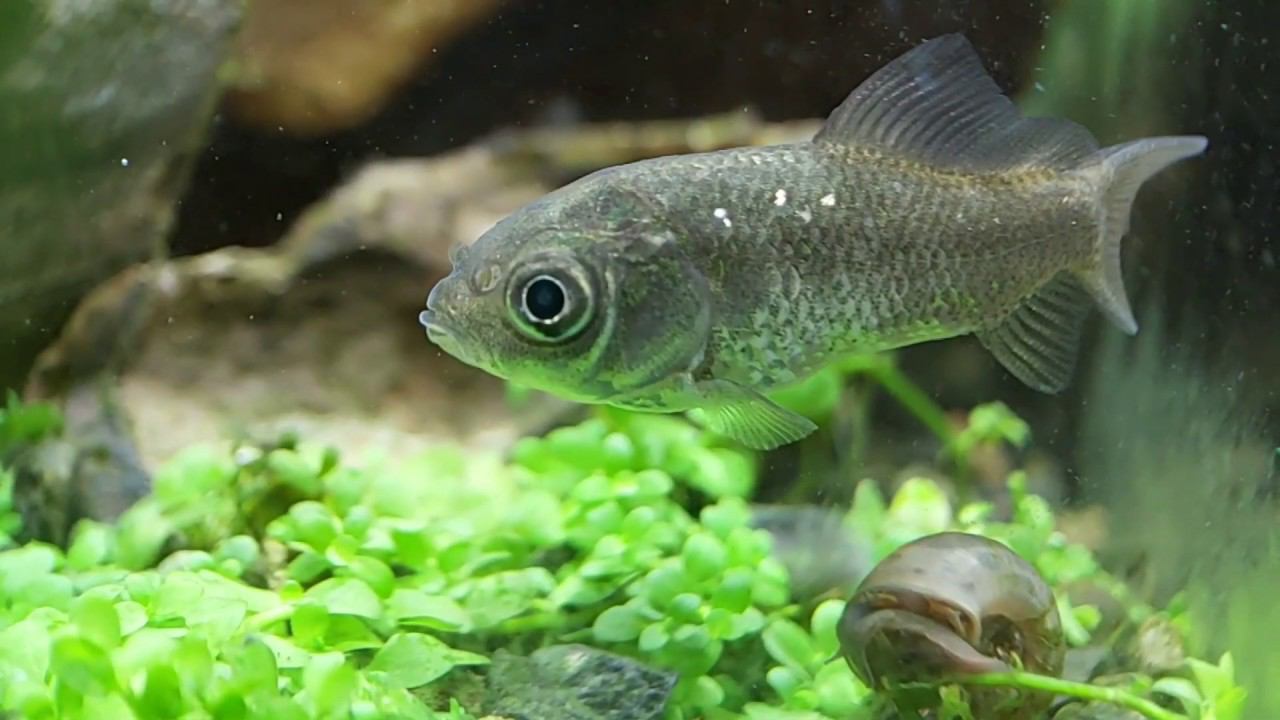 Аквариум в стиле Ивагуми