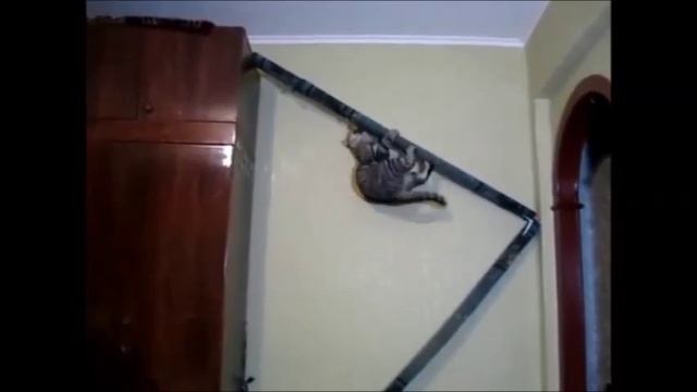 Блог кота кеши 1 часть.mp4