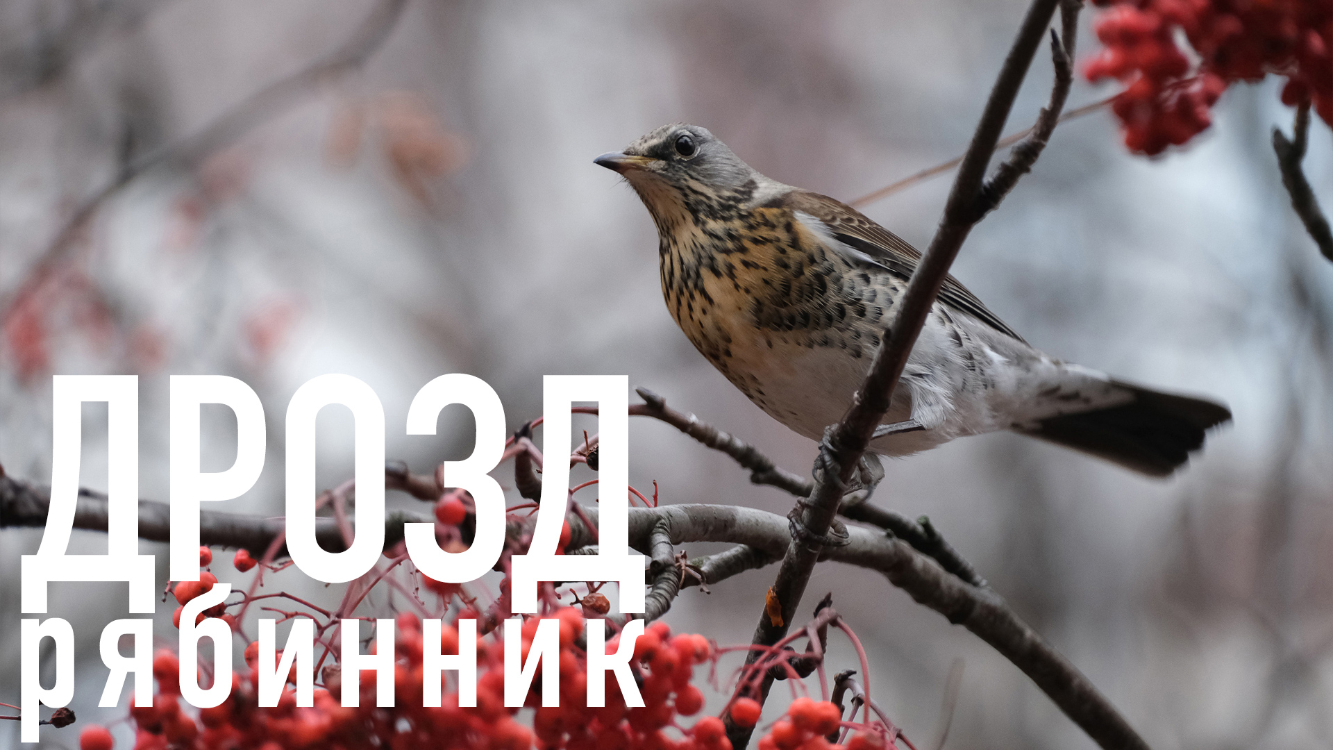 Дрозд-рябинник | 9 ноября 2022