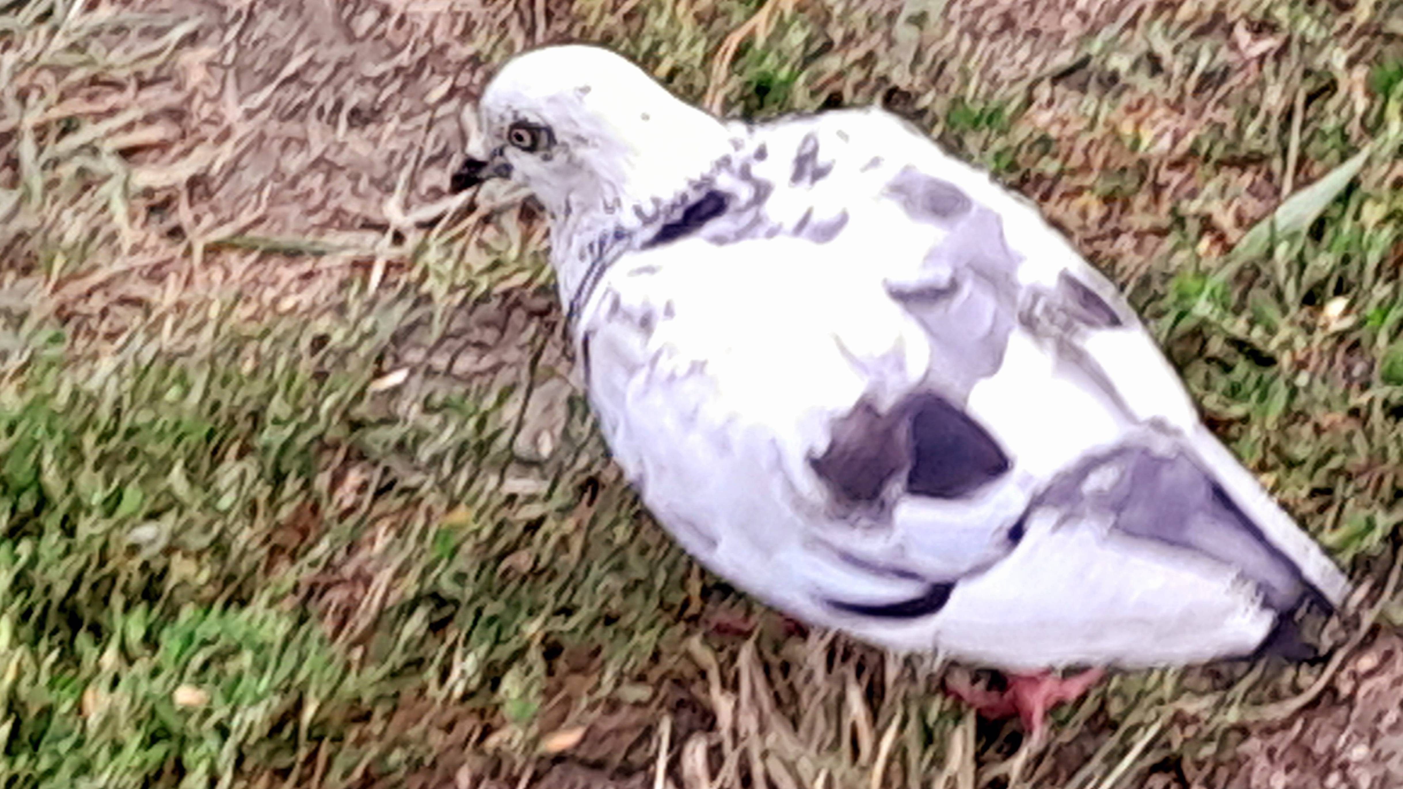 И СНОВА РАСПИСНЫЕ ГОЛУБКИ! * Серия 4