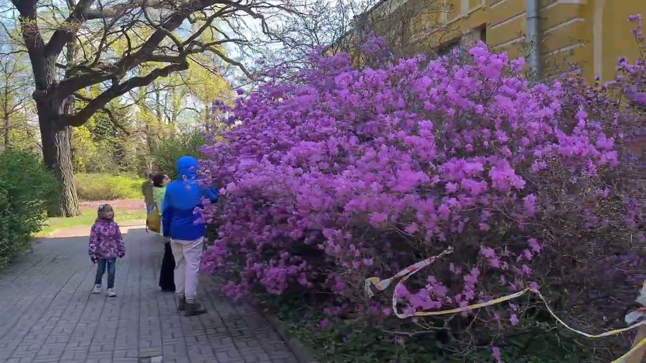 Санкт-Петербург. За весенним настроением в Ботанический сад Петра Великого.