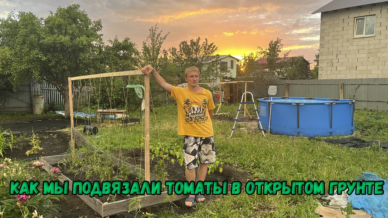Как мы подвязали томаты в открытом грунте
