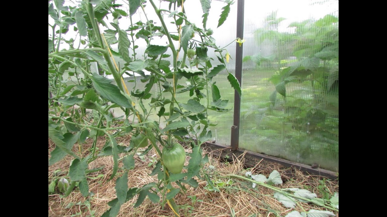 БЫСТРОЕ СОЗРЕВАНИЕ ТОМАТА ПУДОВИК!