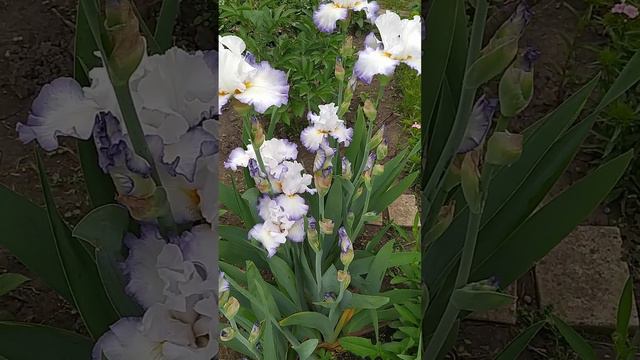 Ирис бело- голубой.mp4