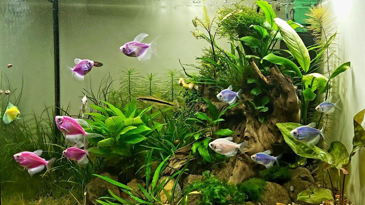 Работа над аквариумом 60л