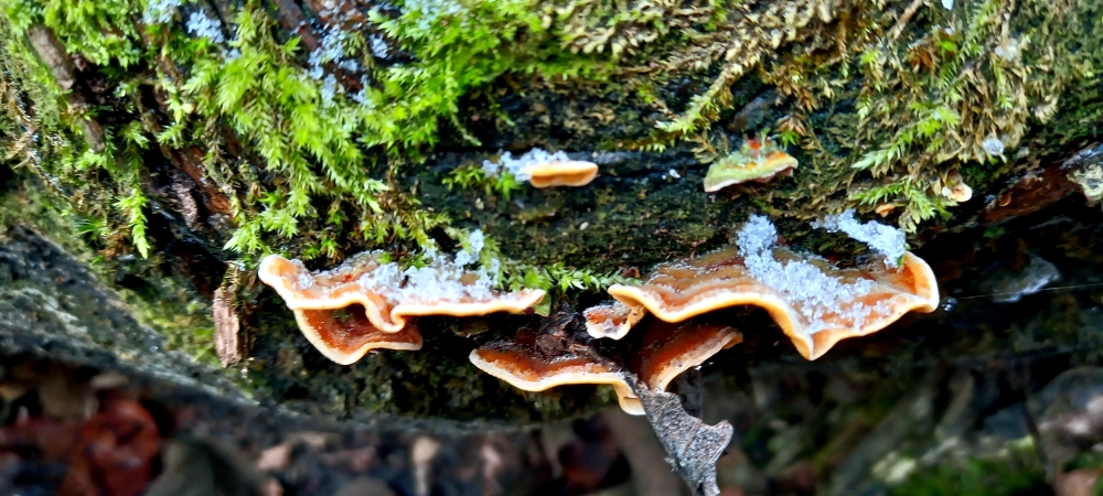 ‼️КАКИЕ ГРИБЫ МОЖНО СОБИРАТЬ В ДЕКАБРЕ??‼️