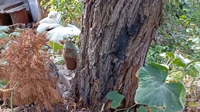 Цветы Донецка