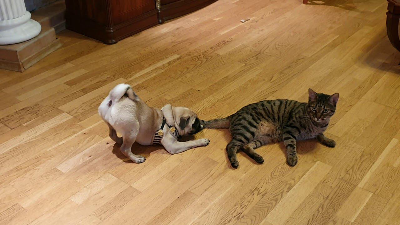 Хвост за  хвост