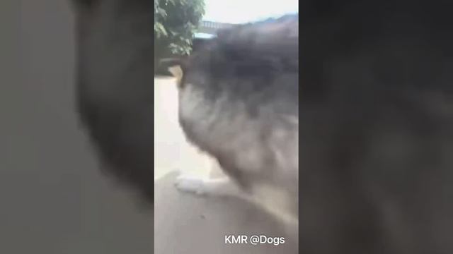 Мистер черепах, периметр под контролем😎 Ваш телохранитель всегда на страже😠😂