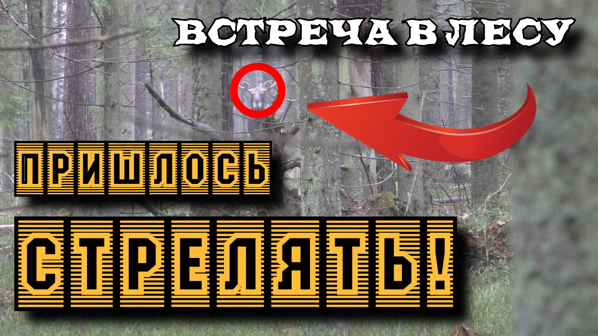 Когда он пошёл на меня, пришлось стрелять!