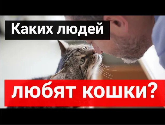 Кошачья любовь — не выдумка_ Каких людей любят кошки
