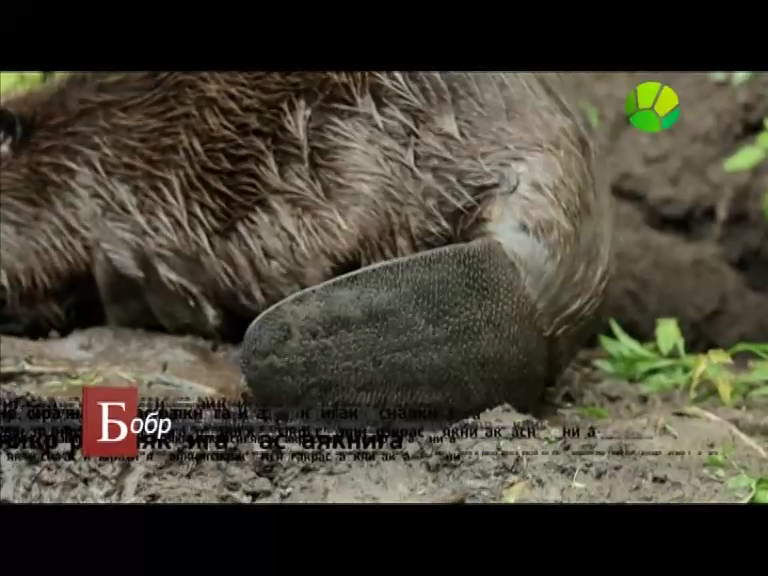 Красная книга. Бобр