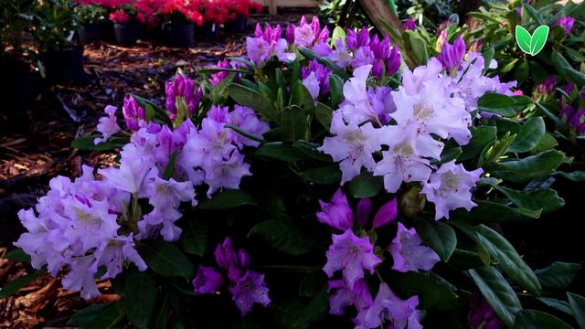 Рододендрон Пахойлас Дотер, ориг. Pohjola's Daughter Зеленый Сад