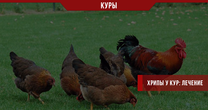 Куры хрипят, что делать  тилозин 50 средство от простуды кур!