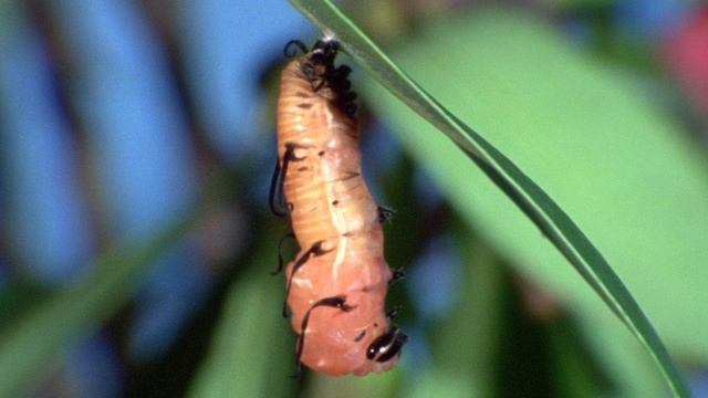 Жизнь на Земле 4 серия «Роящиеся орды» (документальный сериал, 1979)