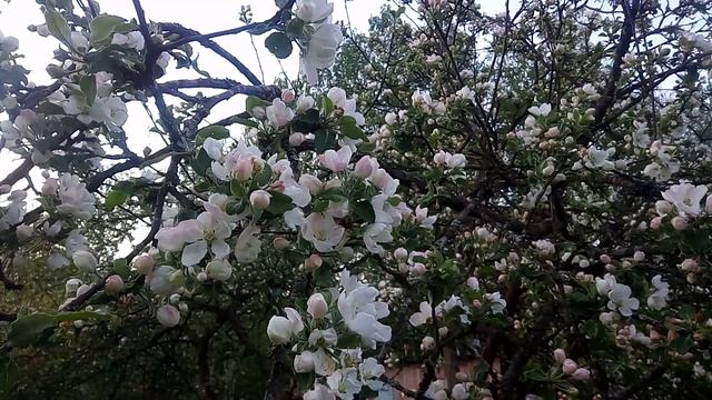 Яблони в цвету  04.06.2022