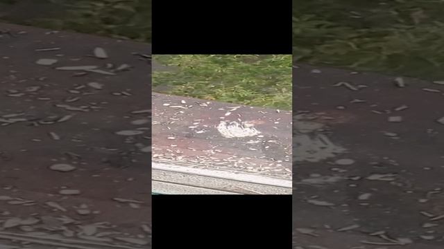 У кормушки. Синичка