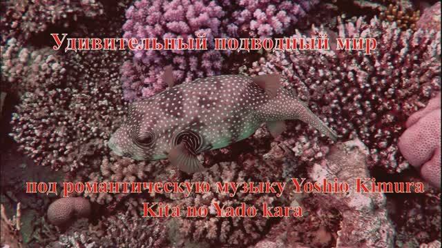 Удивительный подводный мир Свинка Аротрон шар колючий под музыку Yoshio Kimura Kita no Yado kara