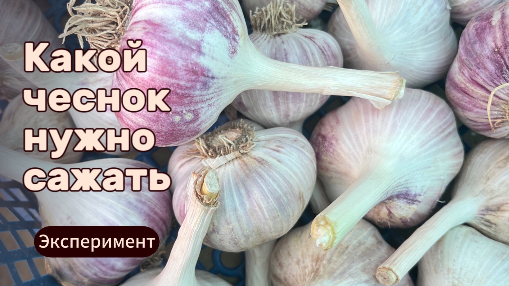 Какой #чеснок #сажать? #эксперимент