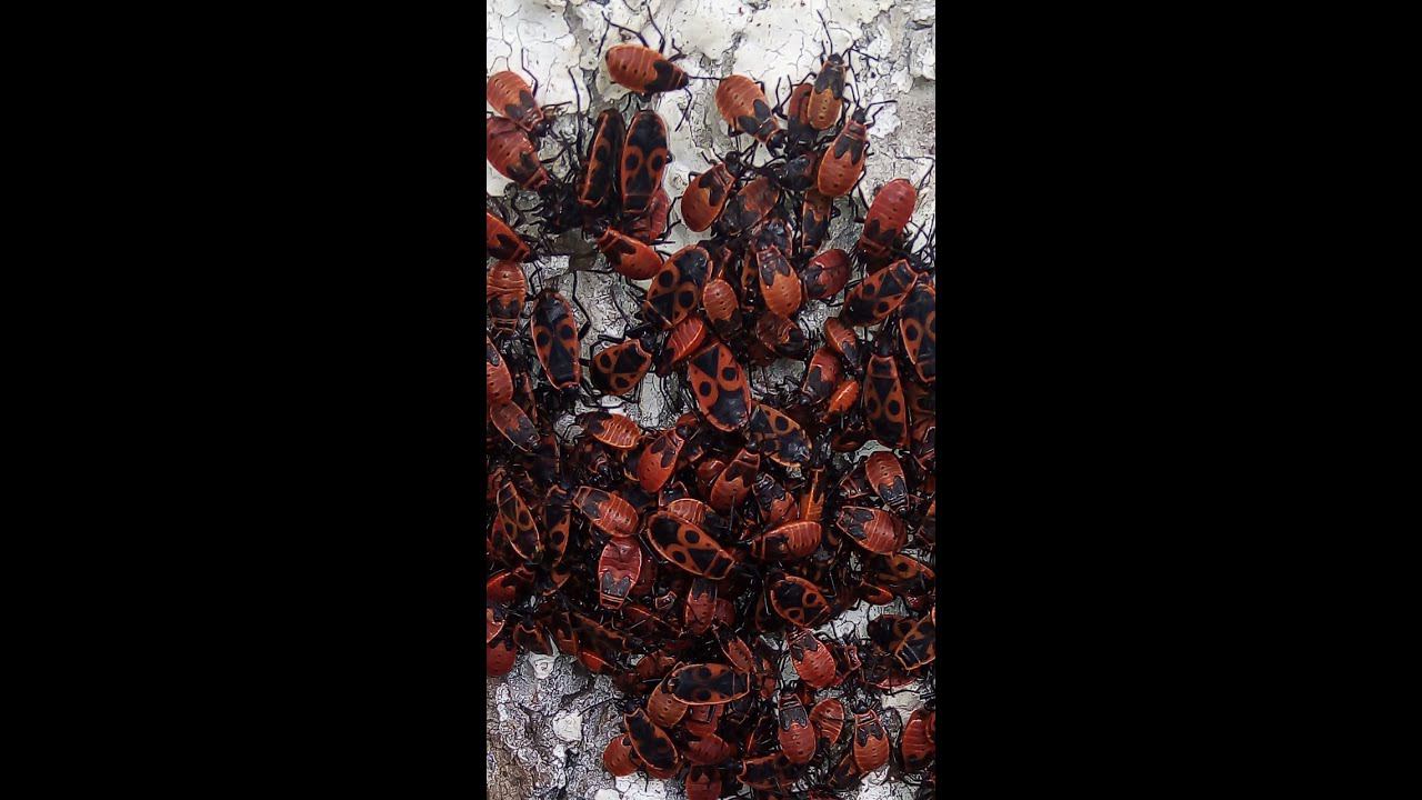 Колонии солдатиков (красных клопов) готовятся к зиме