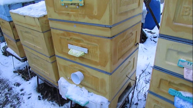 зимовка пчел в 12 рамочном улье с  летком в потолке, клуб под потолком, охрана в летке в морозы