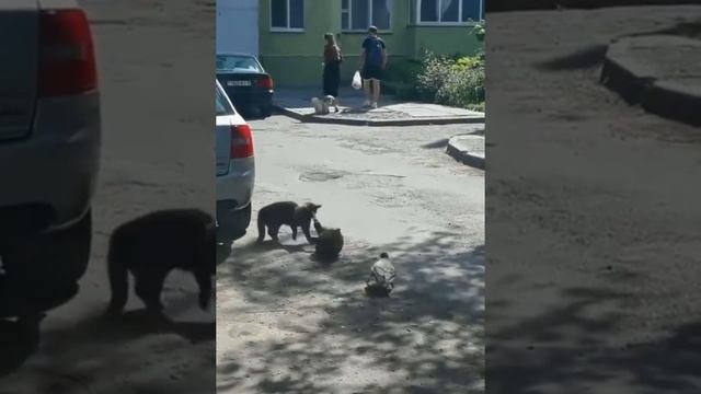 Бойня титанов!и...