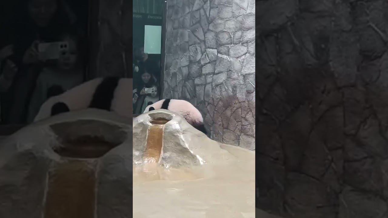 Маленькая Большая панда. Поэзия бамбука.