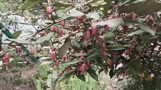 Барбарис для заморозки. Заготовка барбариса.