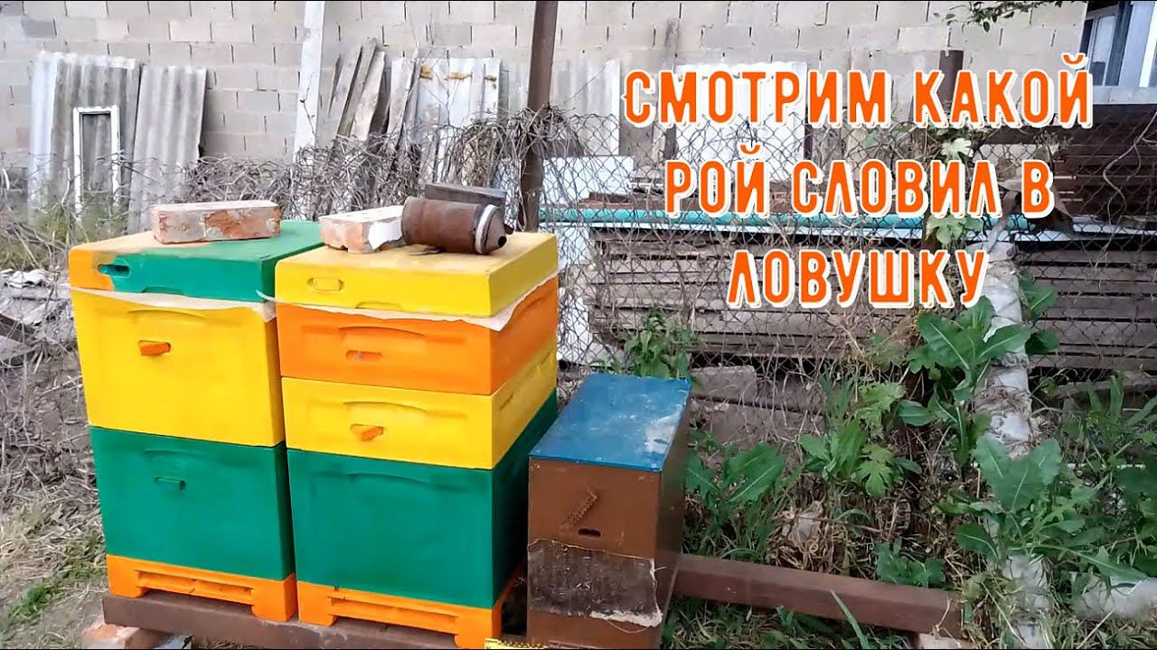 Смотрим что словили в ловушку