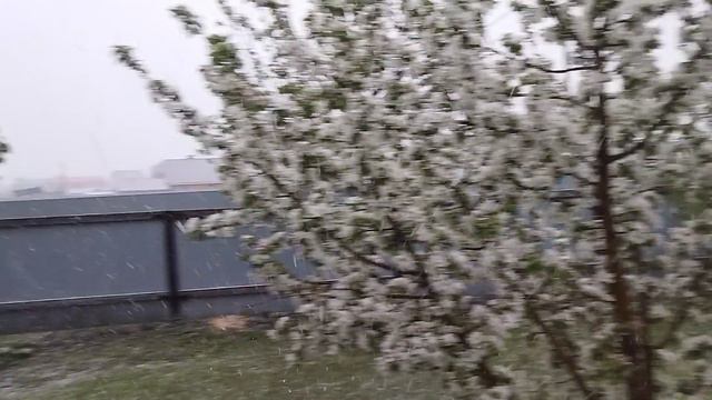 Сад цветёт, снег идёт.