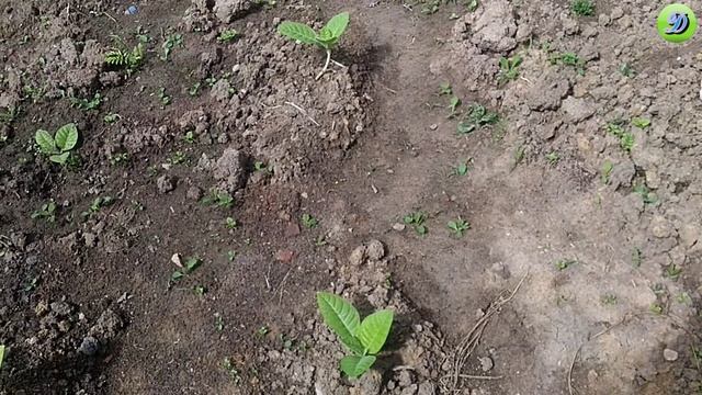 Обзор табака спустя 20 дней после высадки в открытый грунт.