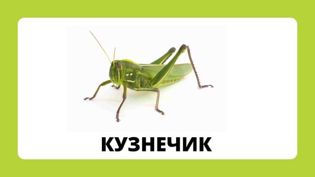 Насекомые.mp4